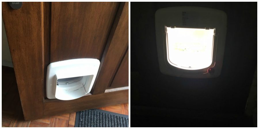 Teaching a cat to use a cat flap... - CatsKidsChaos