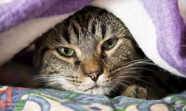 Ways to calm your distressed cat - CatsKidsChaos