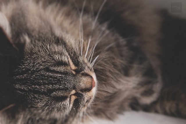 Ways to calm your distressed cat - CatsKidsChaos