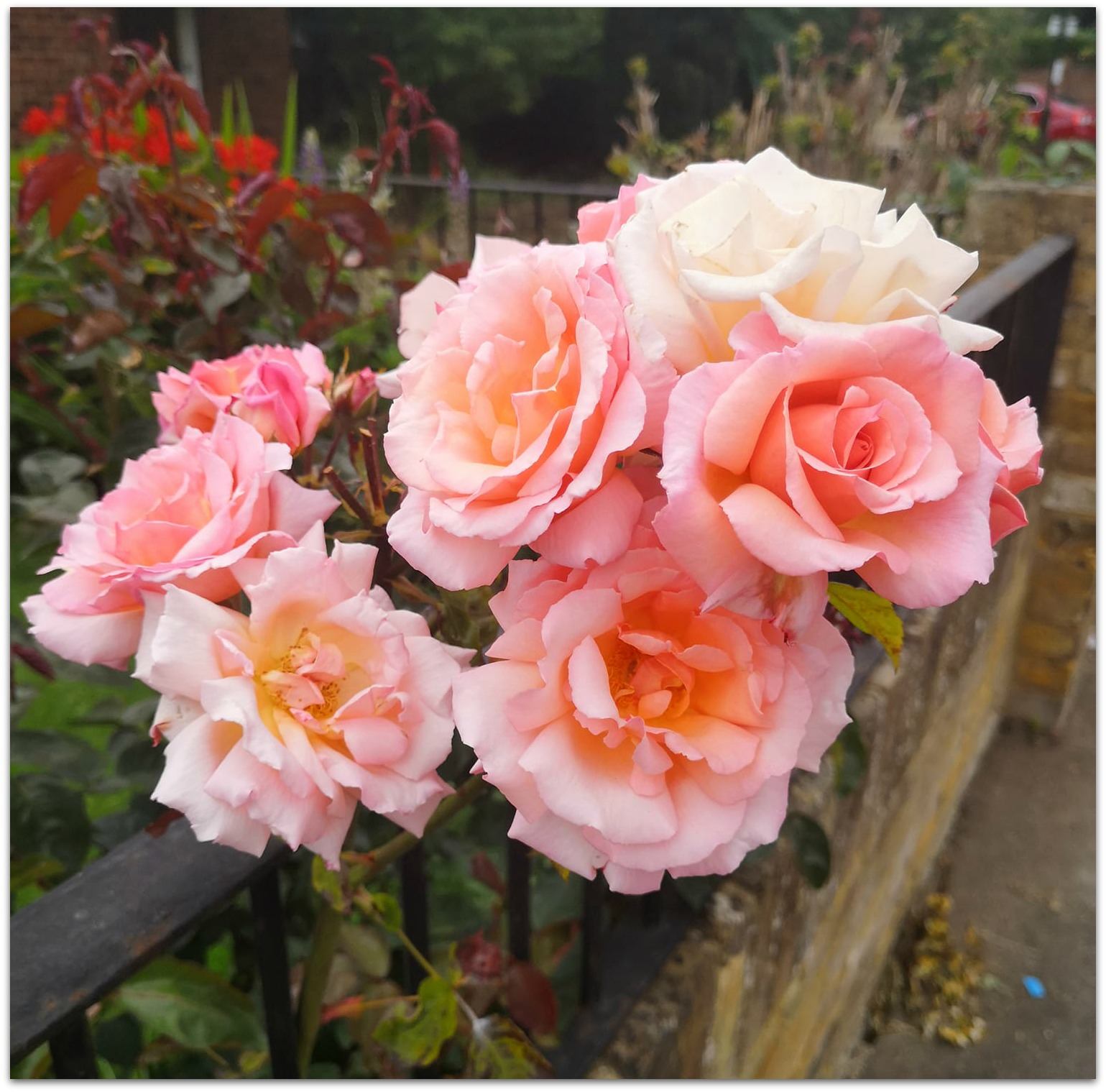 Project 365. A photo a day. Stopping to smell my neighbours roses ...