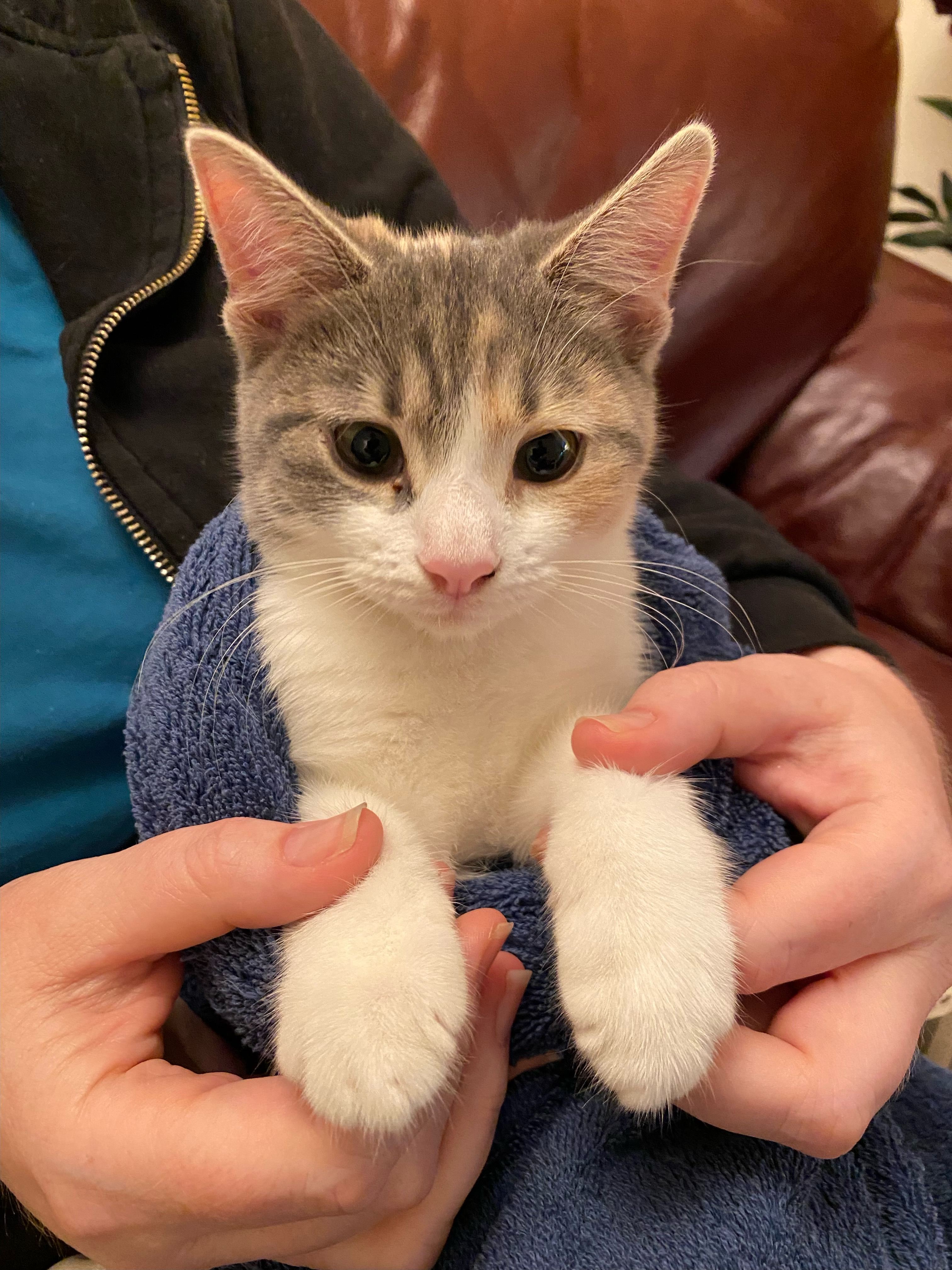 Basic kitten care items your kitten needs - CatsKidsChaos