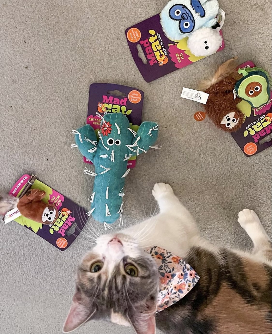 Mad Cat Toys for A Mad Cat - CatsKidsChaos