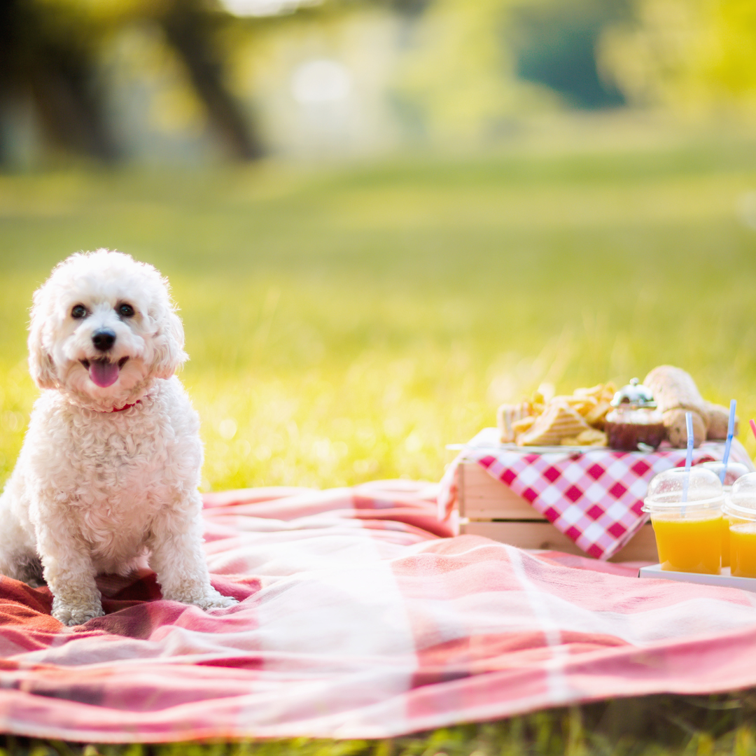 Traveling for a Pet Picnic: What to Pack - CatsKidsChaos