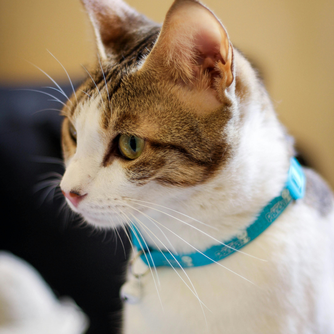 How to fit a cat collar properly and safely - CatsKidsChaos